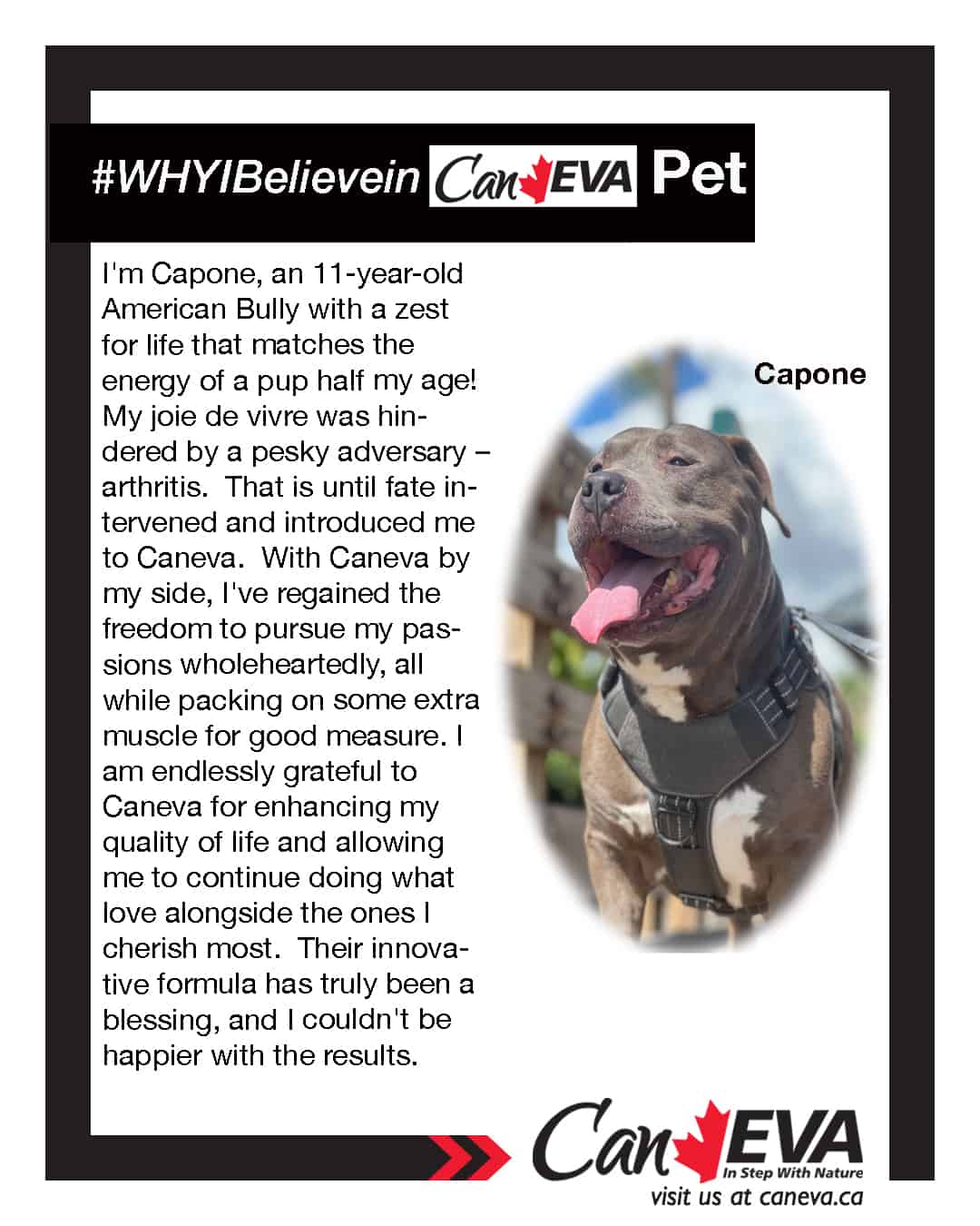 Capone's Success Story with Caneva: A Tail-Wagging Transformation! - Caneva